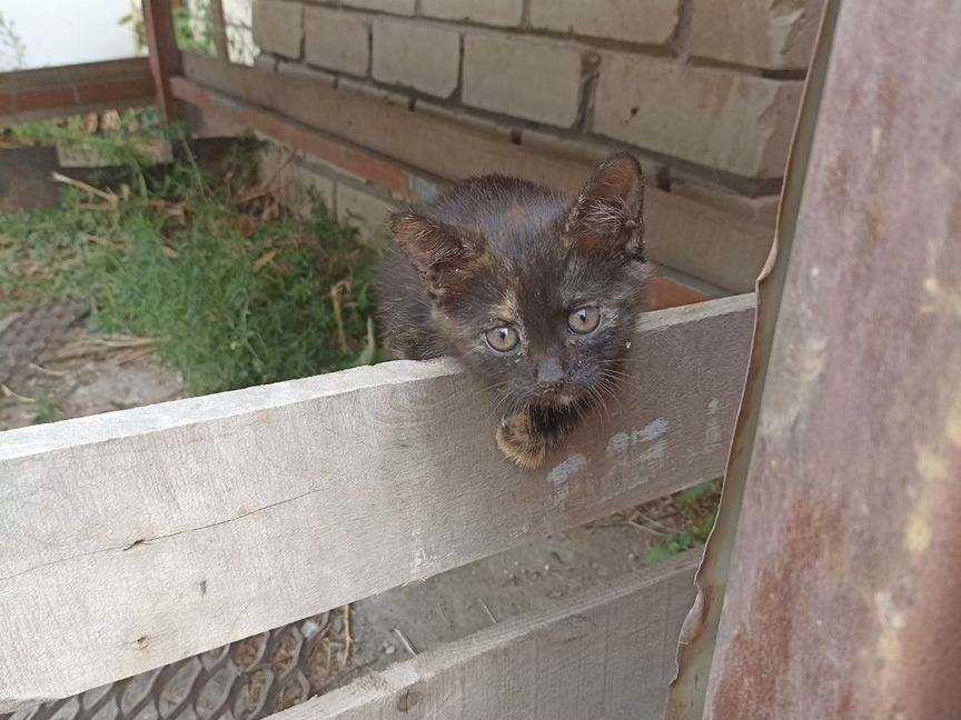 Котята на предприятии ищут добрые ручки