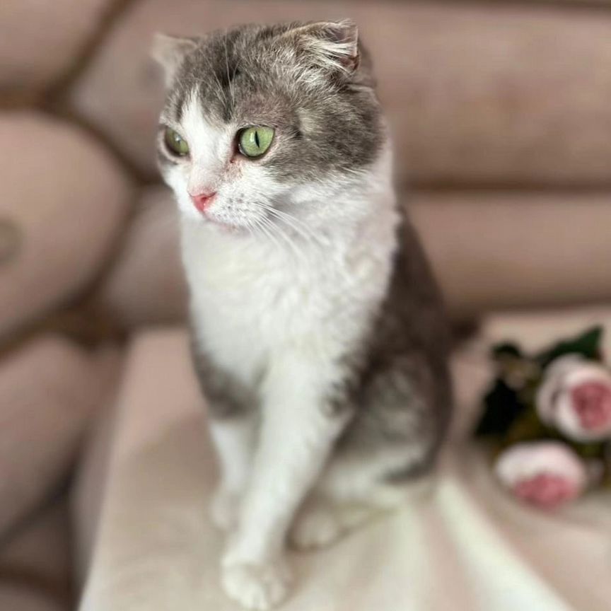 Шотландская вислоухая кошка очень ласковая