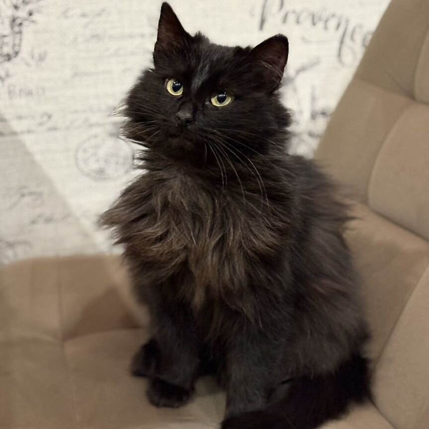 Отдам ласковую кошечку в добрые руки