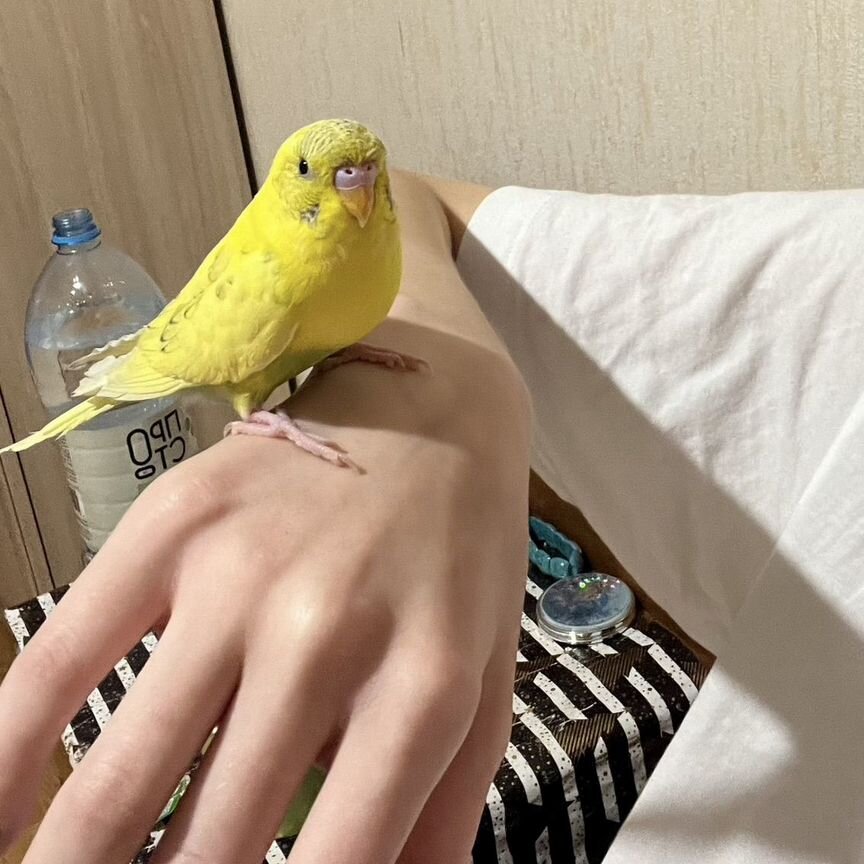 Птенцы волнистый попугай с клеткой