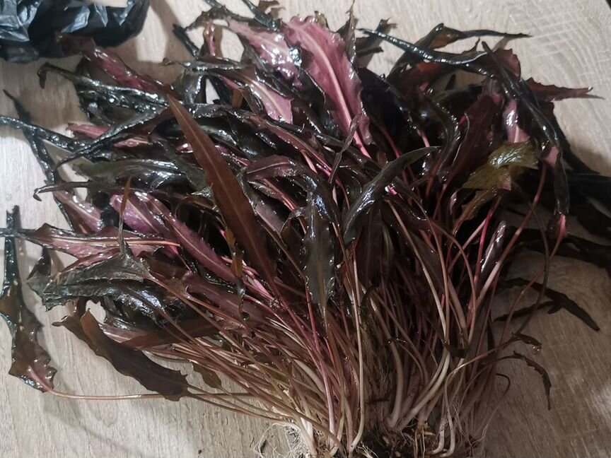 Акваримное растение эхинодорус