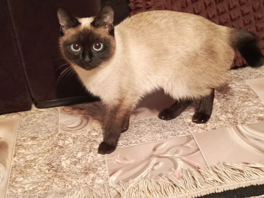 Сиамская кошка на вязку