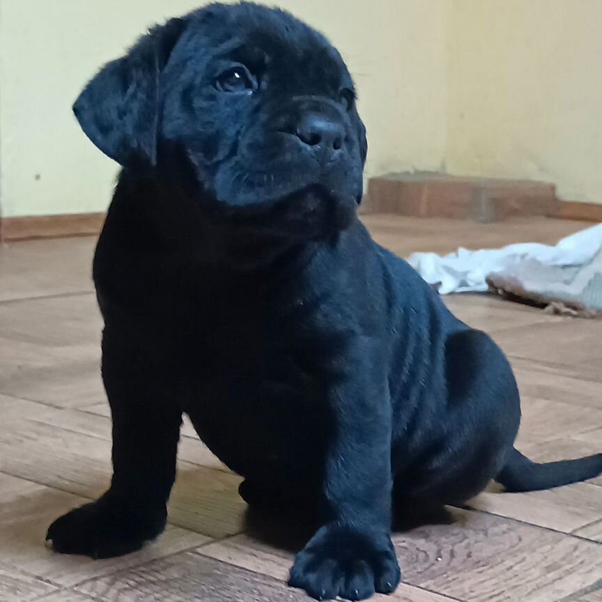 Щенки кане корсо РКФ