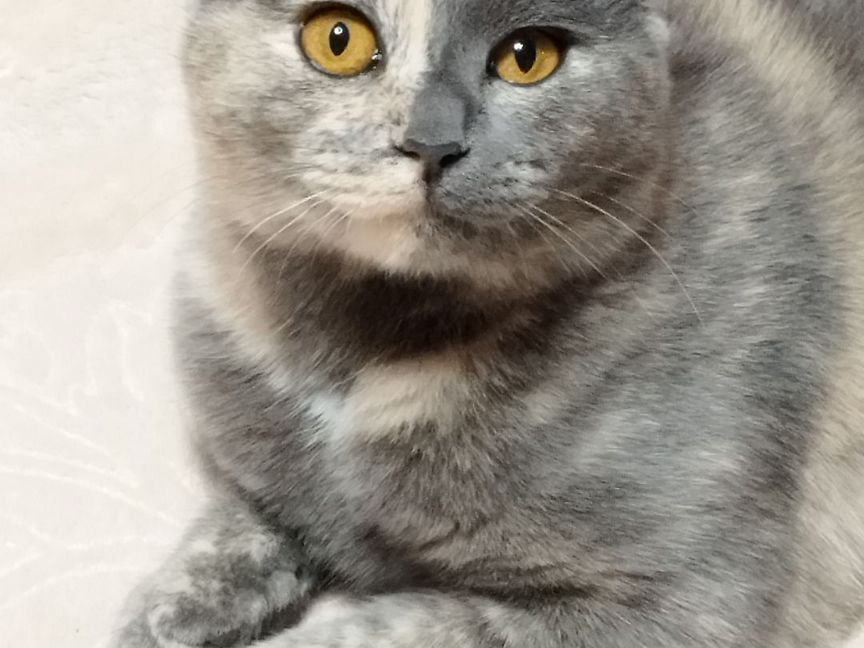 Кошечки в добрые руки