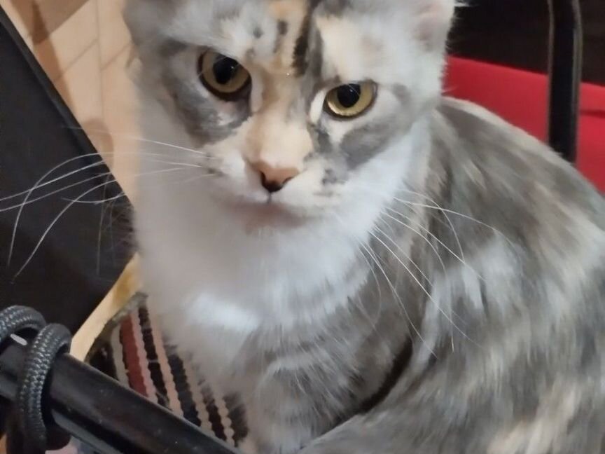 Кошка мейкун бесплатно