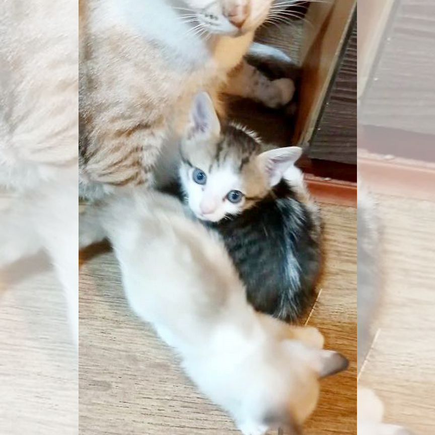 Котёнок в добрые руки