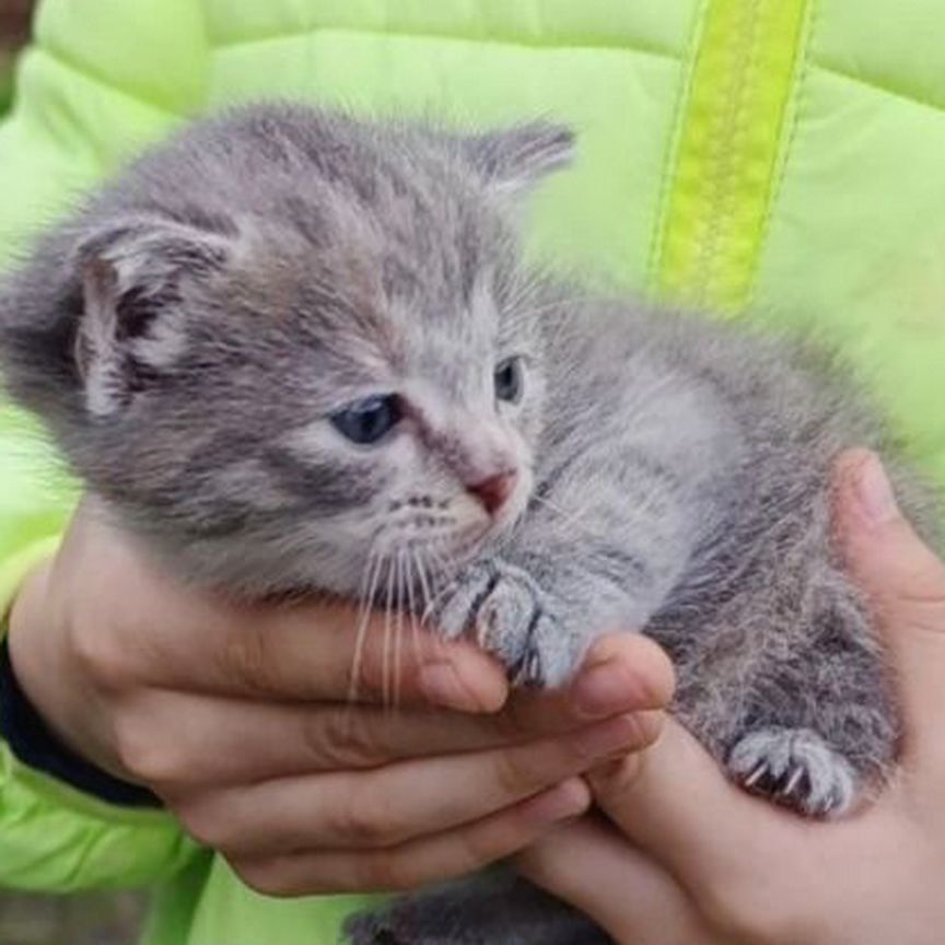 Котёнок от частного владельца