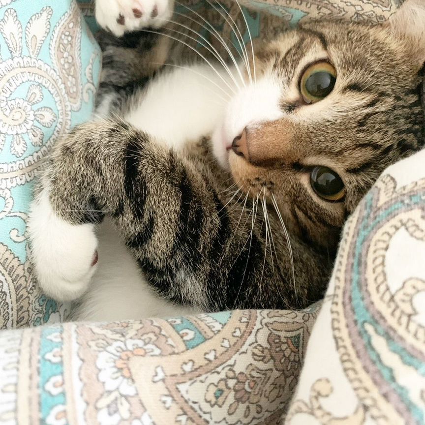 Котик в добрые руки