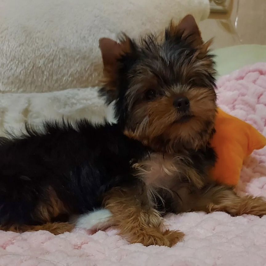 Йоркширский терьер, щенок