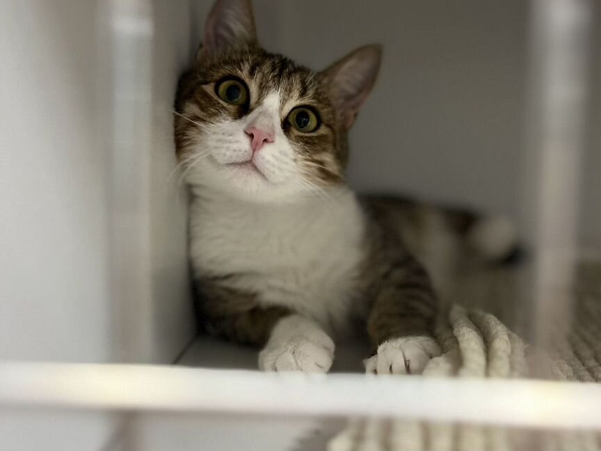 Помогите Манго