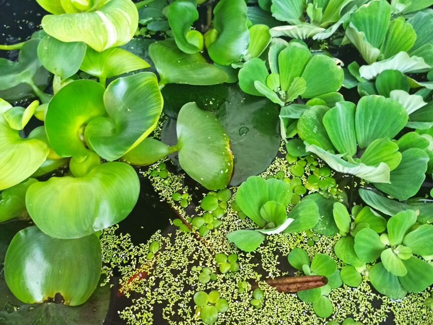 Растения для пруда (аквариума)