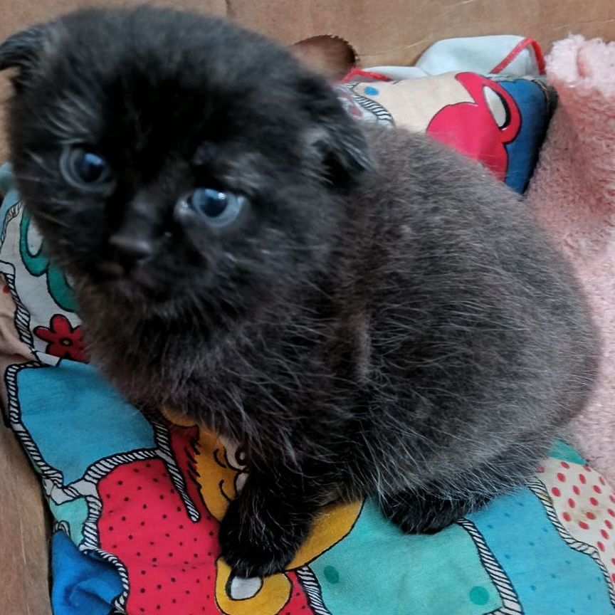 Черный котенок в добрые руки