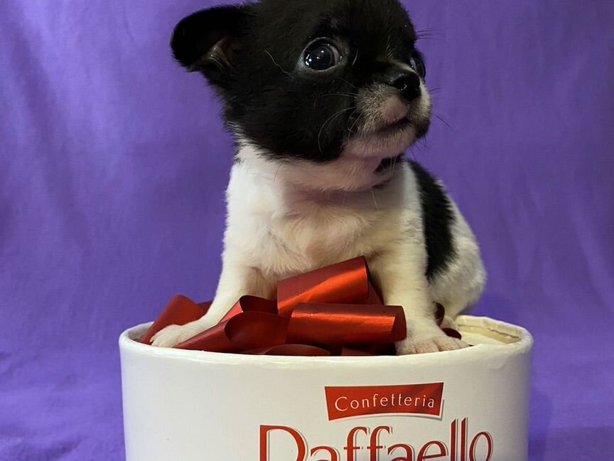 Яркие детки чихуахуа