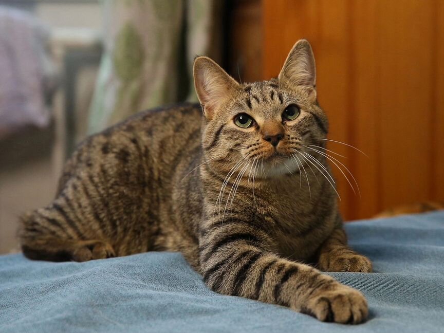 Кот Соломон