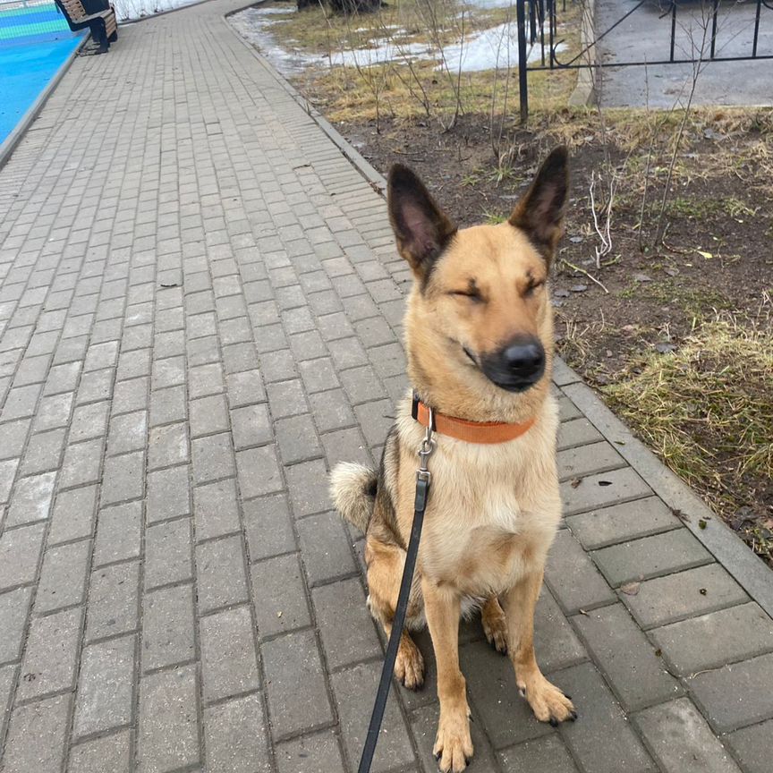 Собака в дар