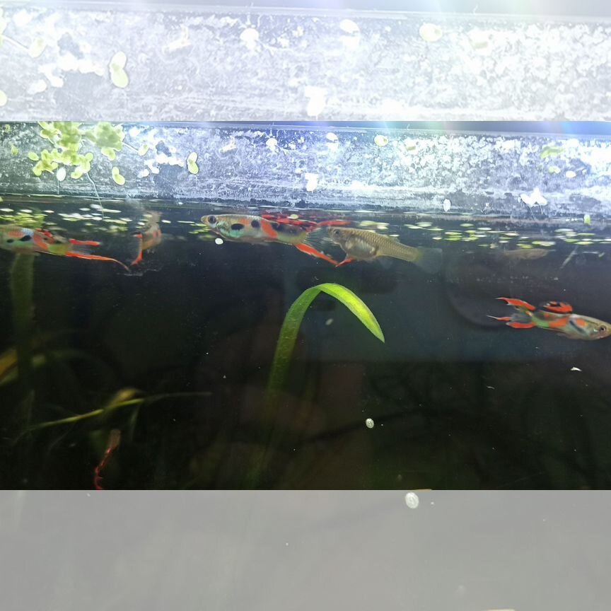 Гуппи эндлера