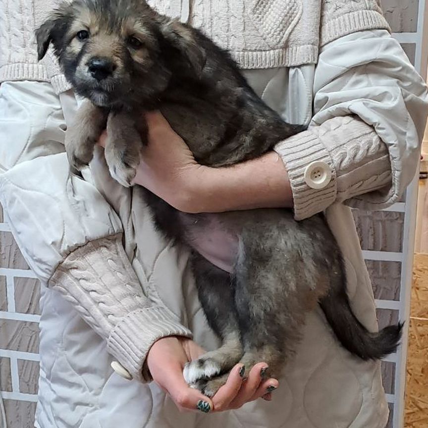 Щенок в добрые руки