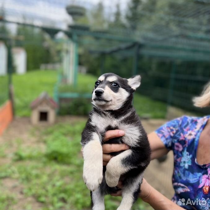 Малышка Хася ищет дом