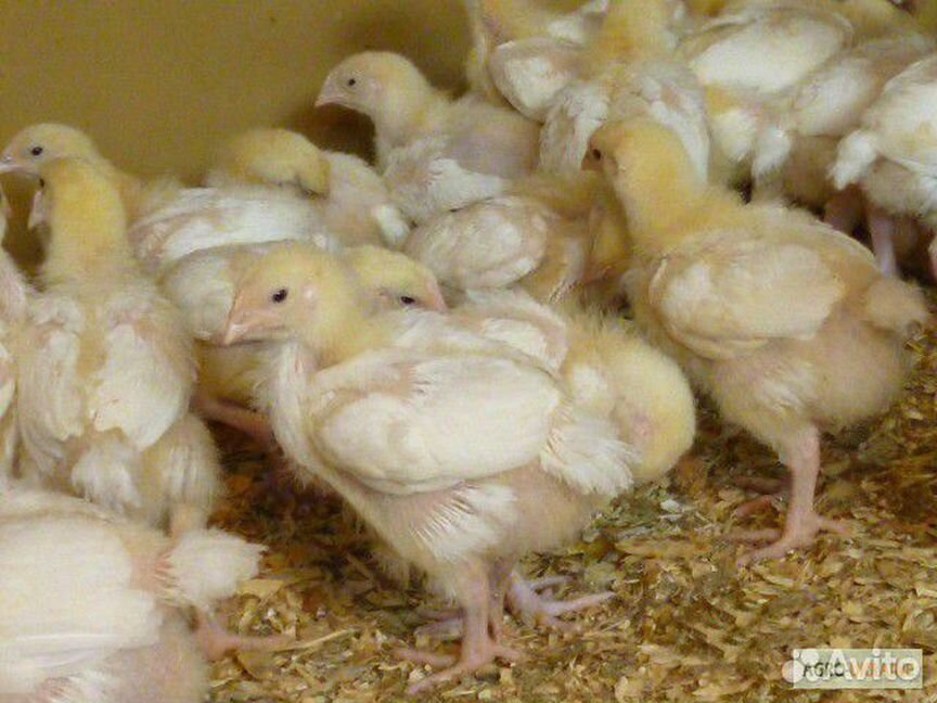 Цыпленок Кобб 700 21 день
