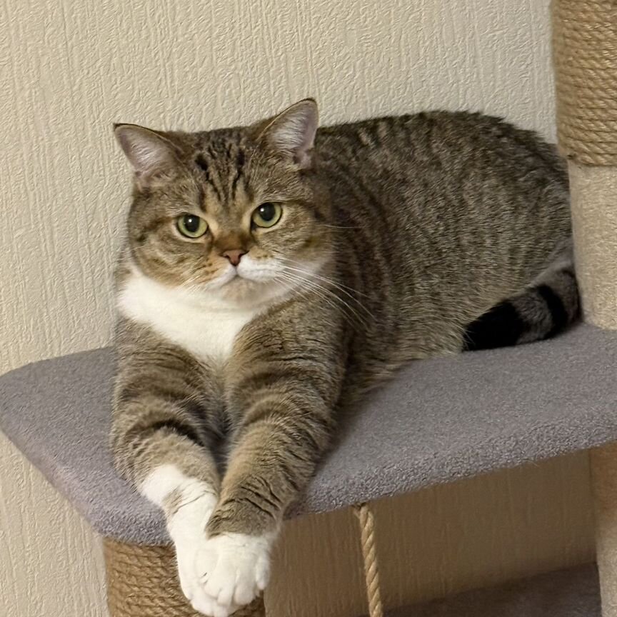 Котик
