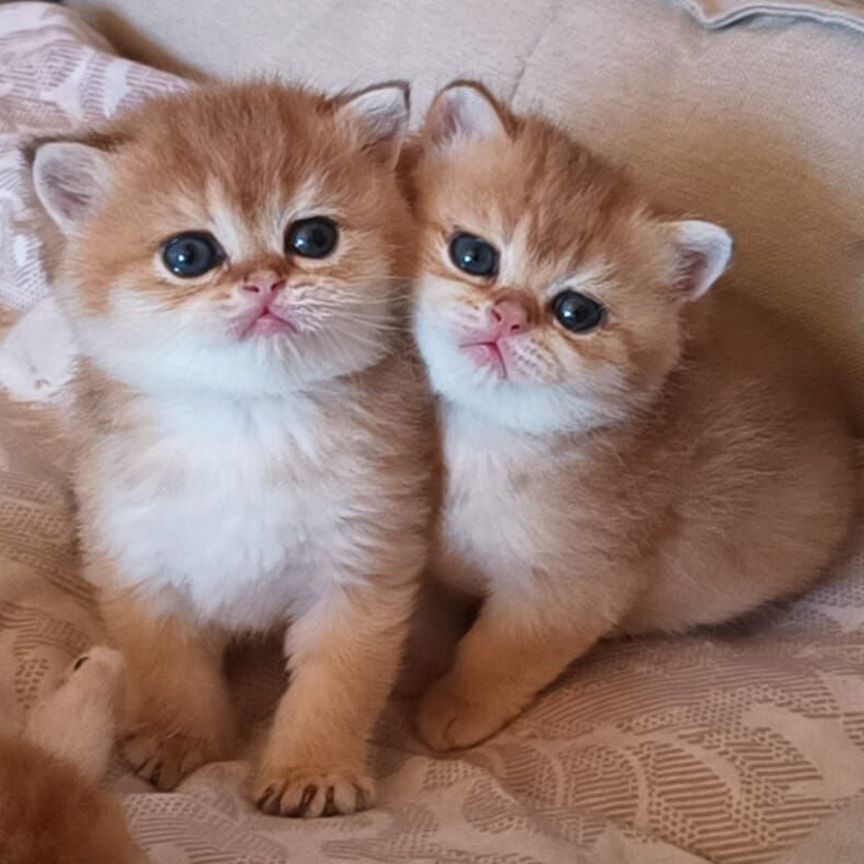 Британские котята