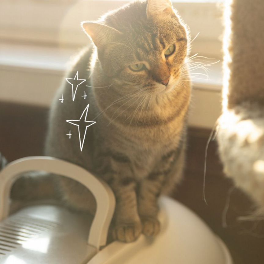 Взрослая, кошка в добрые руки