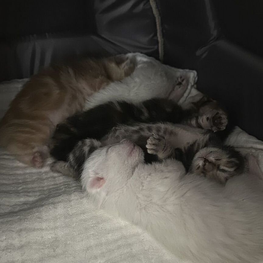 Срочно ищем кормящую кошку