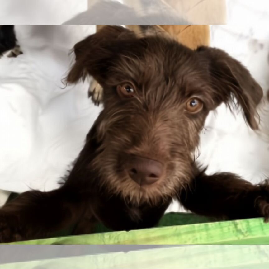 Пудельпойнтер, щенок