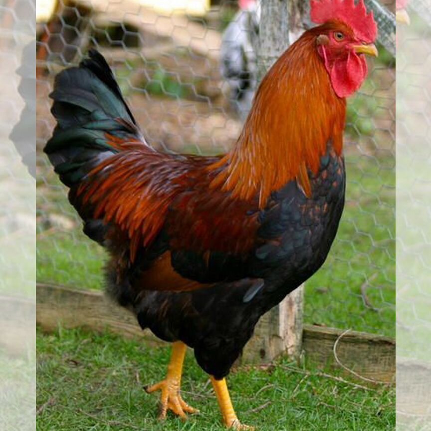 Домашние молодые петушки