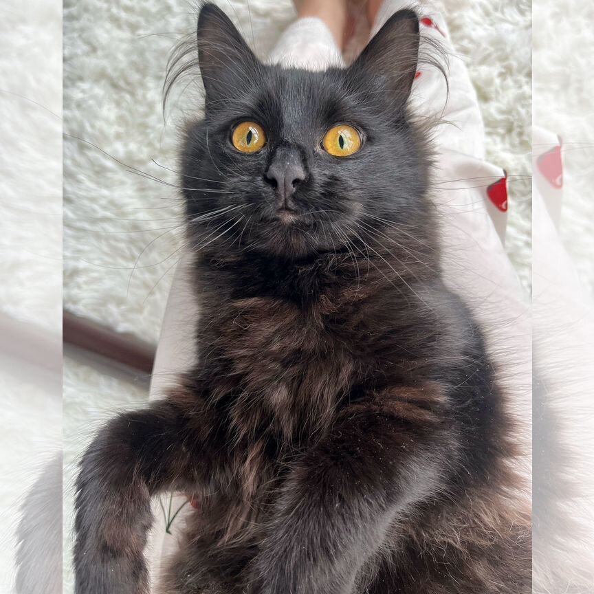 Отдам кота в добрые руки
