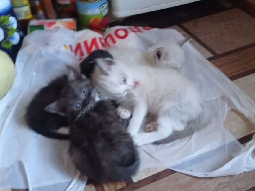 Отдам бесплатно котёнка 1 из 4 но можно и всех