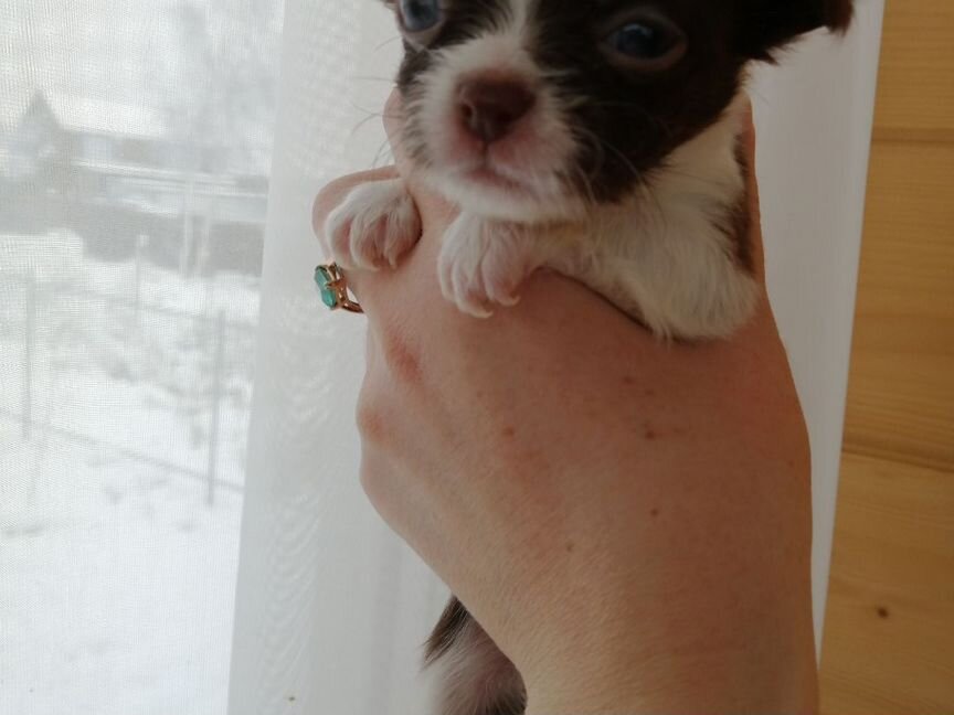 Чихуахуа щенок