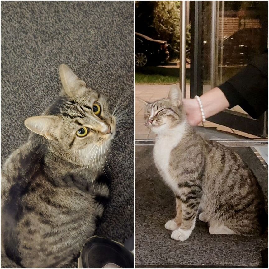 Котёнок в добрые руки