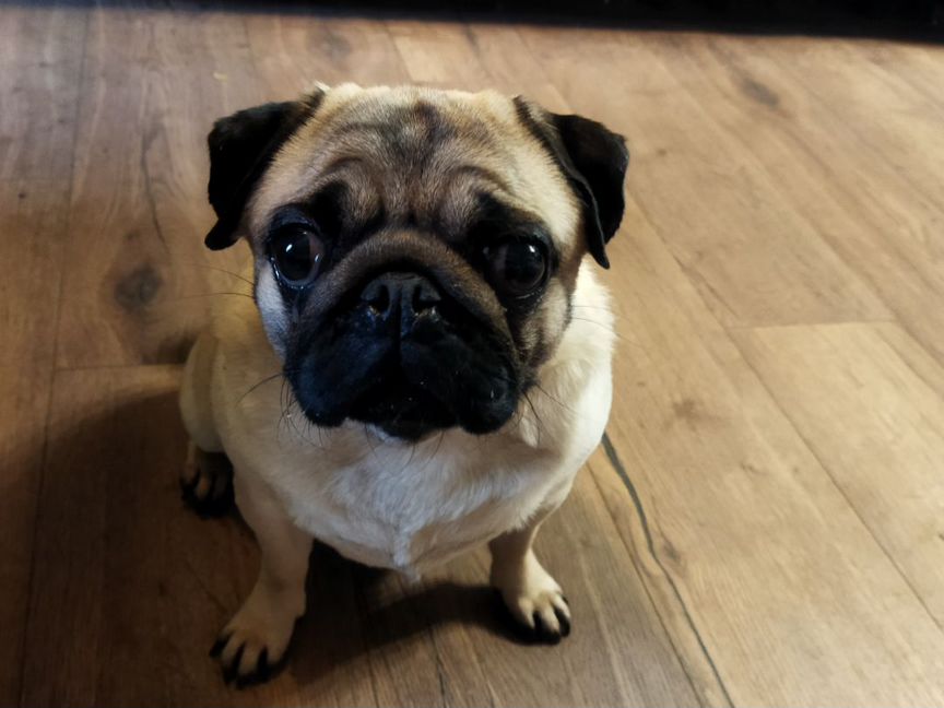 Мопс мальчик 2 года