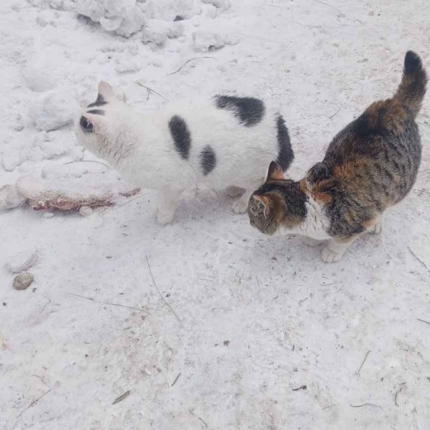 Домашние животные кошки