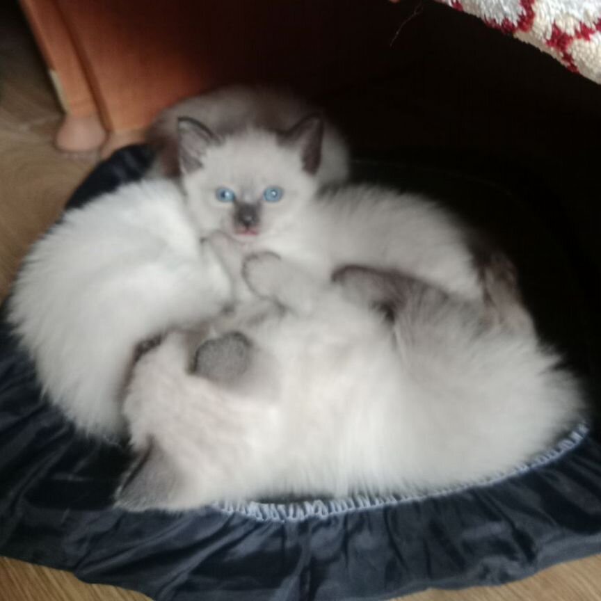 Тайские сиамские котята