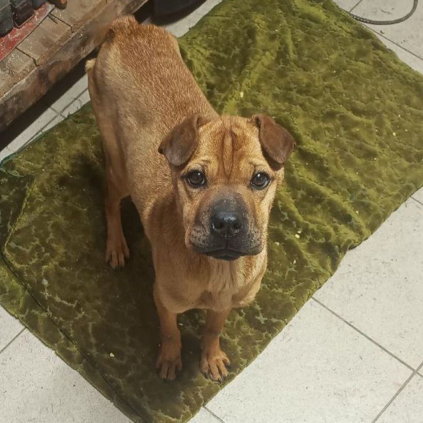 Собачка в добрые руки бесплатно