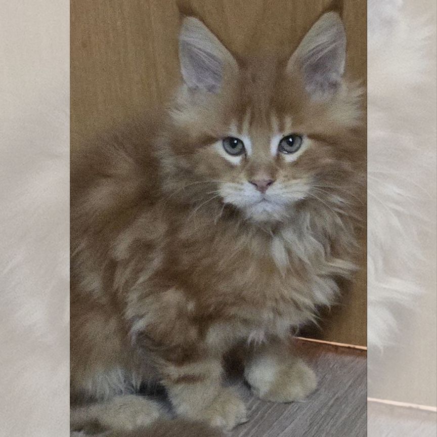 Мейн-кун котёнок