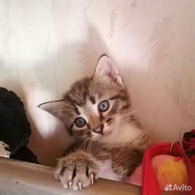Котенок от тайской мамы