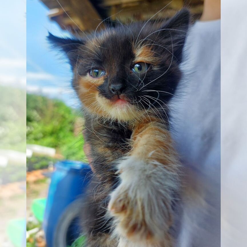 Котёнок в добрые руки