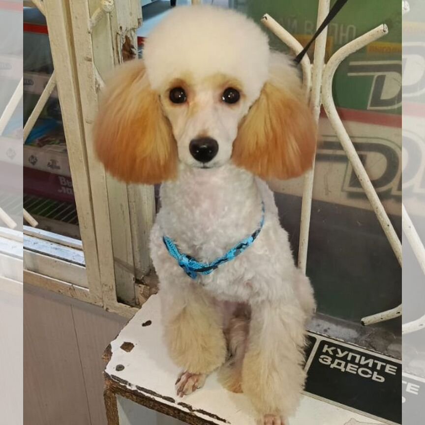 Той-пудель, щенок