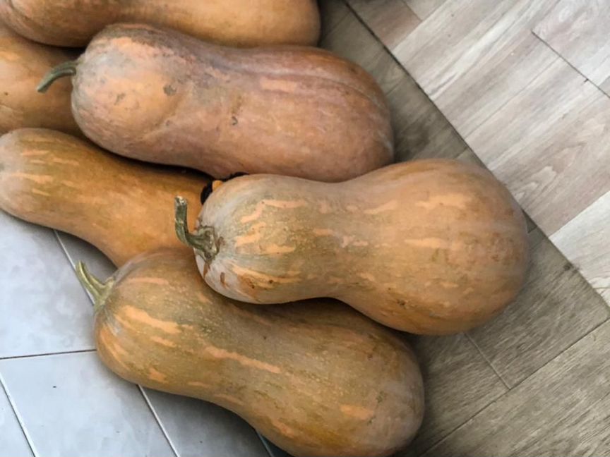 Тыквы Медовка