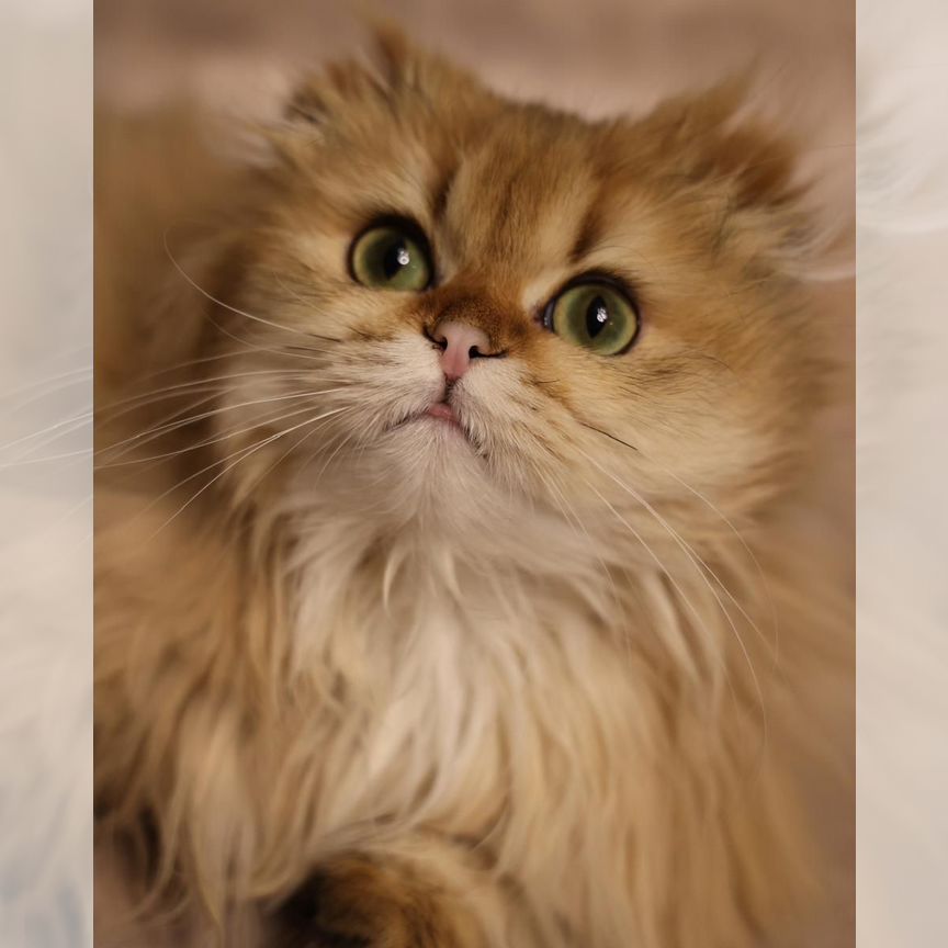 Шотландский вислоухий длинношёрстный котёнок