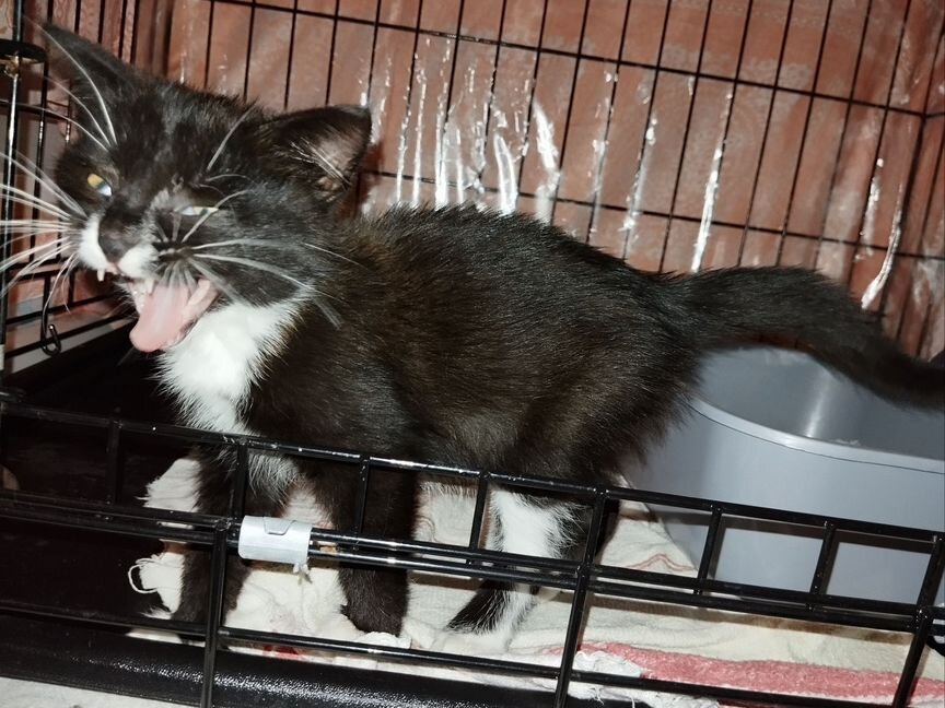 Котёнок