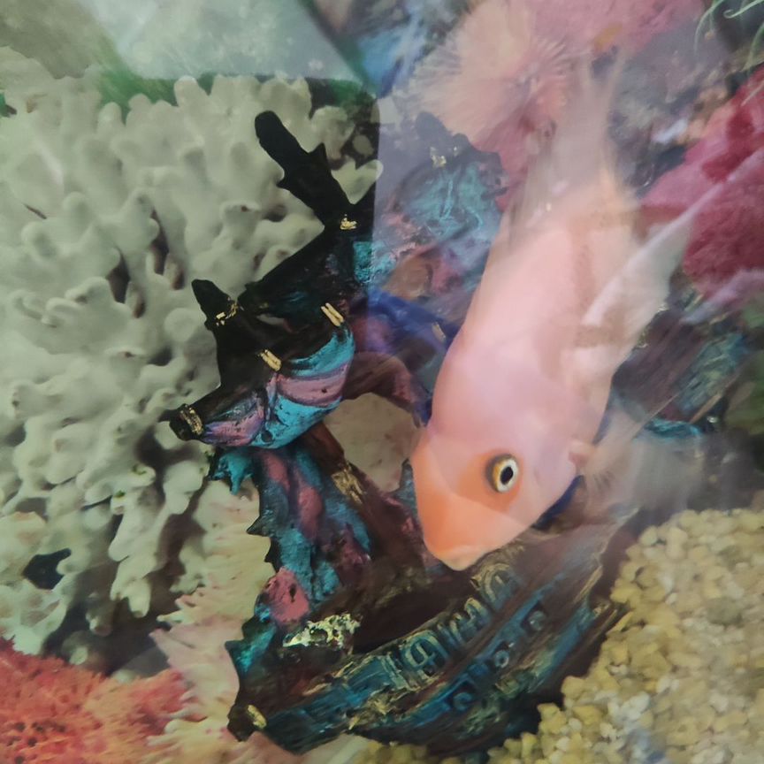 Рыбка попугай