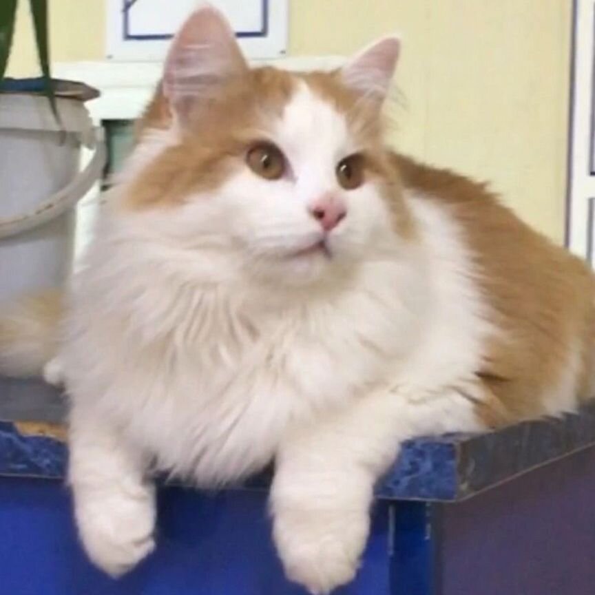 Кот Марсик