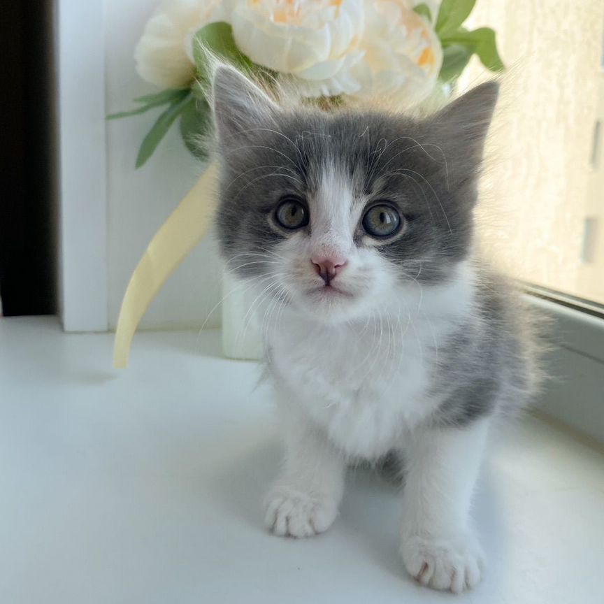 Отдам котят в добрые руки