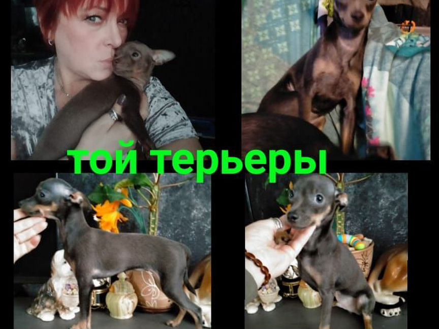 Той терьер собачка для избранных
