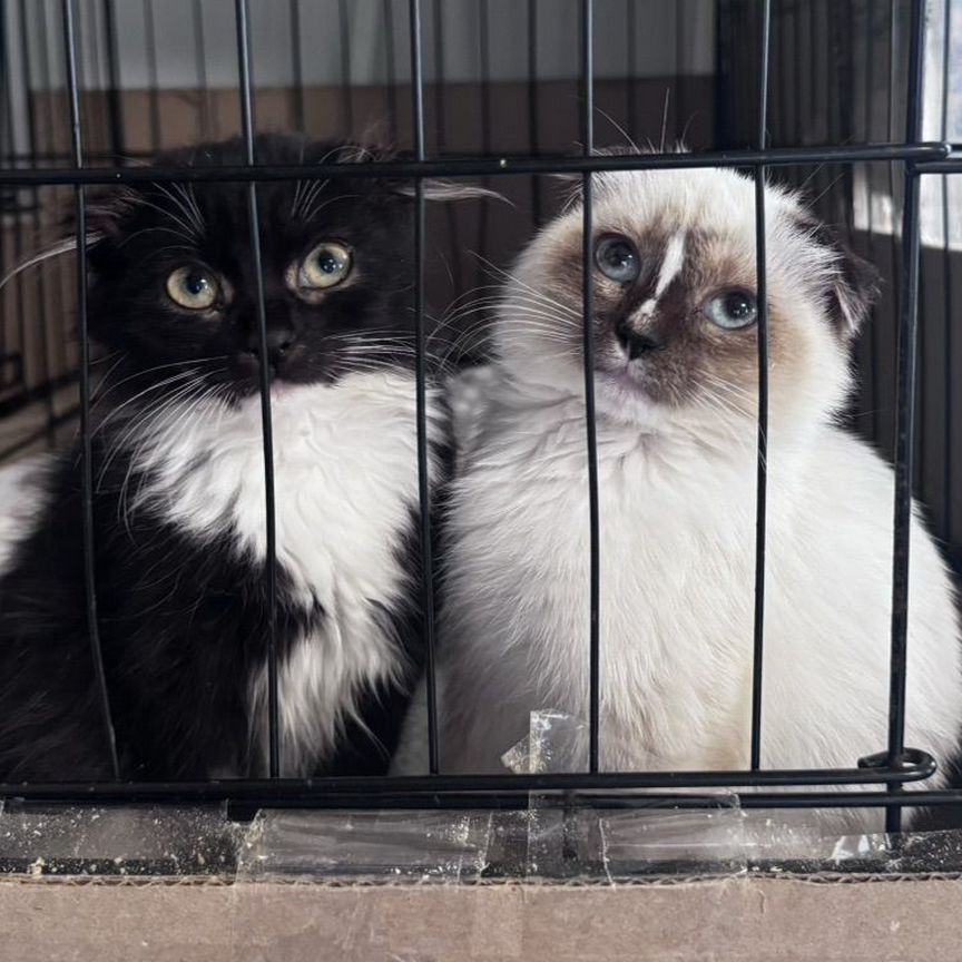 Сиамская вислоухая кошечка 2,5 месяца
