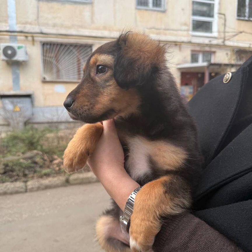 Щенок в добрые руки